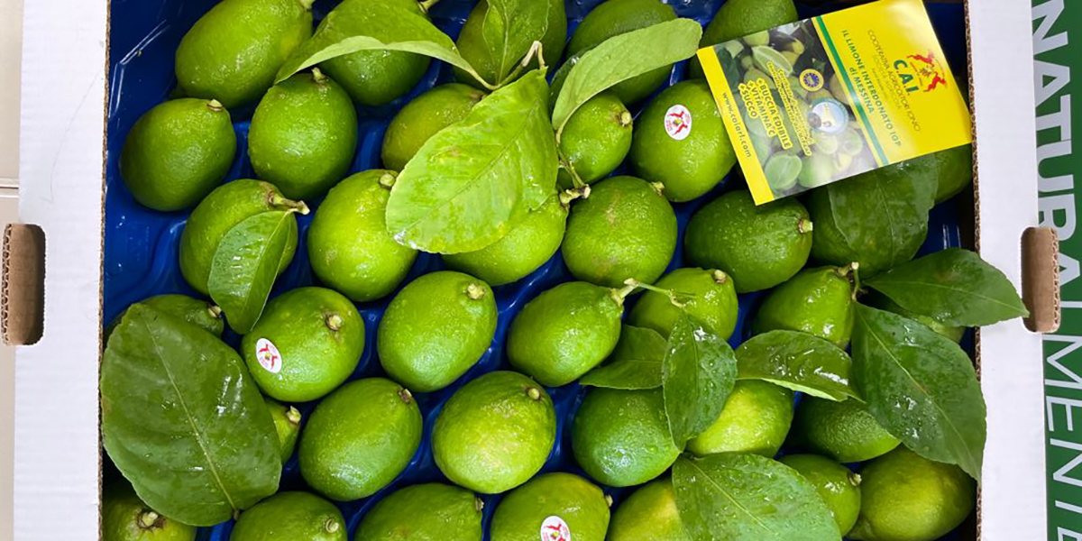 Limone Interdonato, sul mercato con moderazione - Italiafruit News